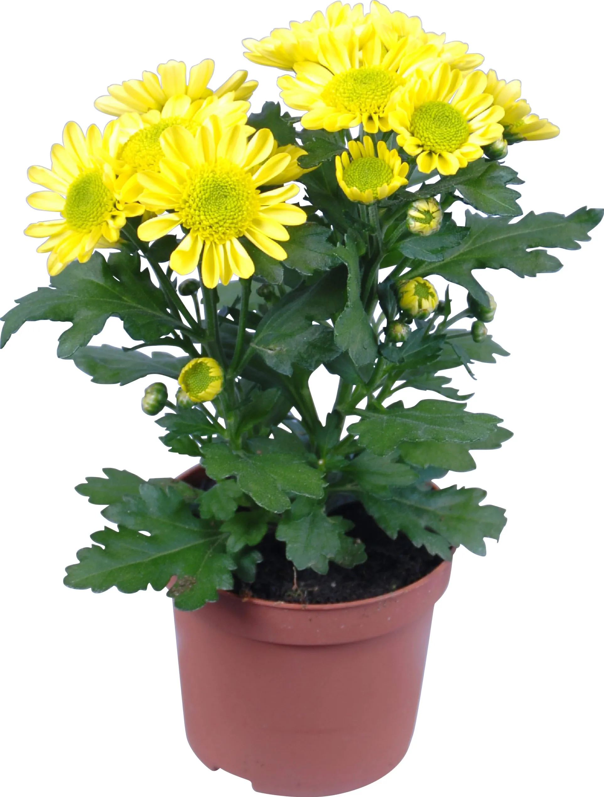 Crisantemo 1 stelo mix di colori vaso Ø 9 cm Chrysanthemum | OBI