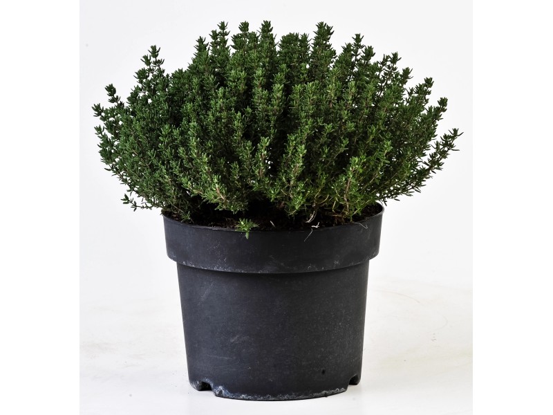 Pianta di Timo Faustini vaso Ø 19 cm acquista da OBI