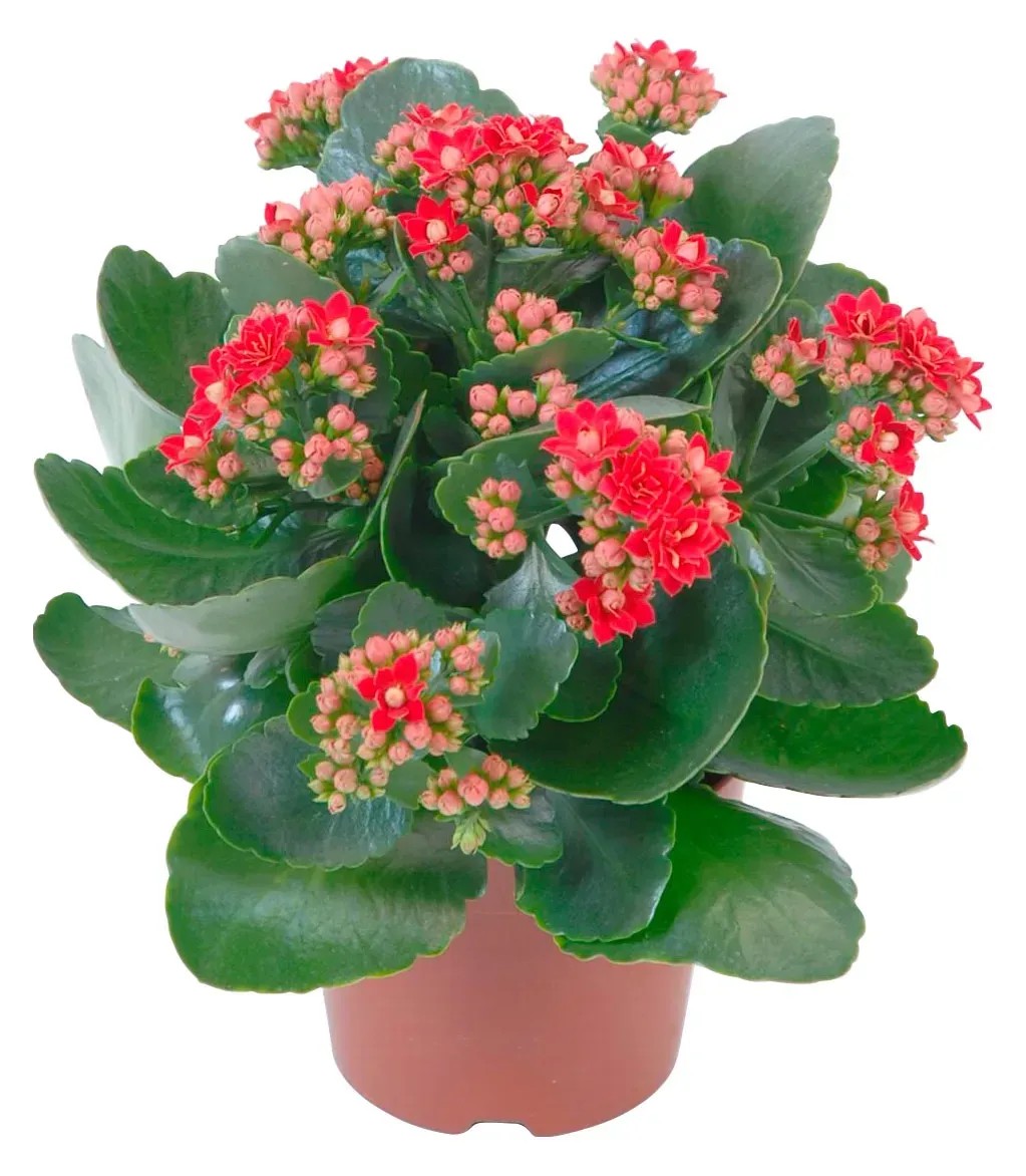 Calancola rossa in vaso Ø 12 cm acquista da OBI