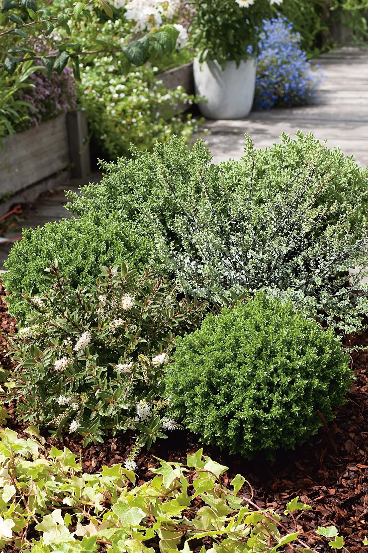 Veroniche mix H 20 in vaso 2,5 l | OBI