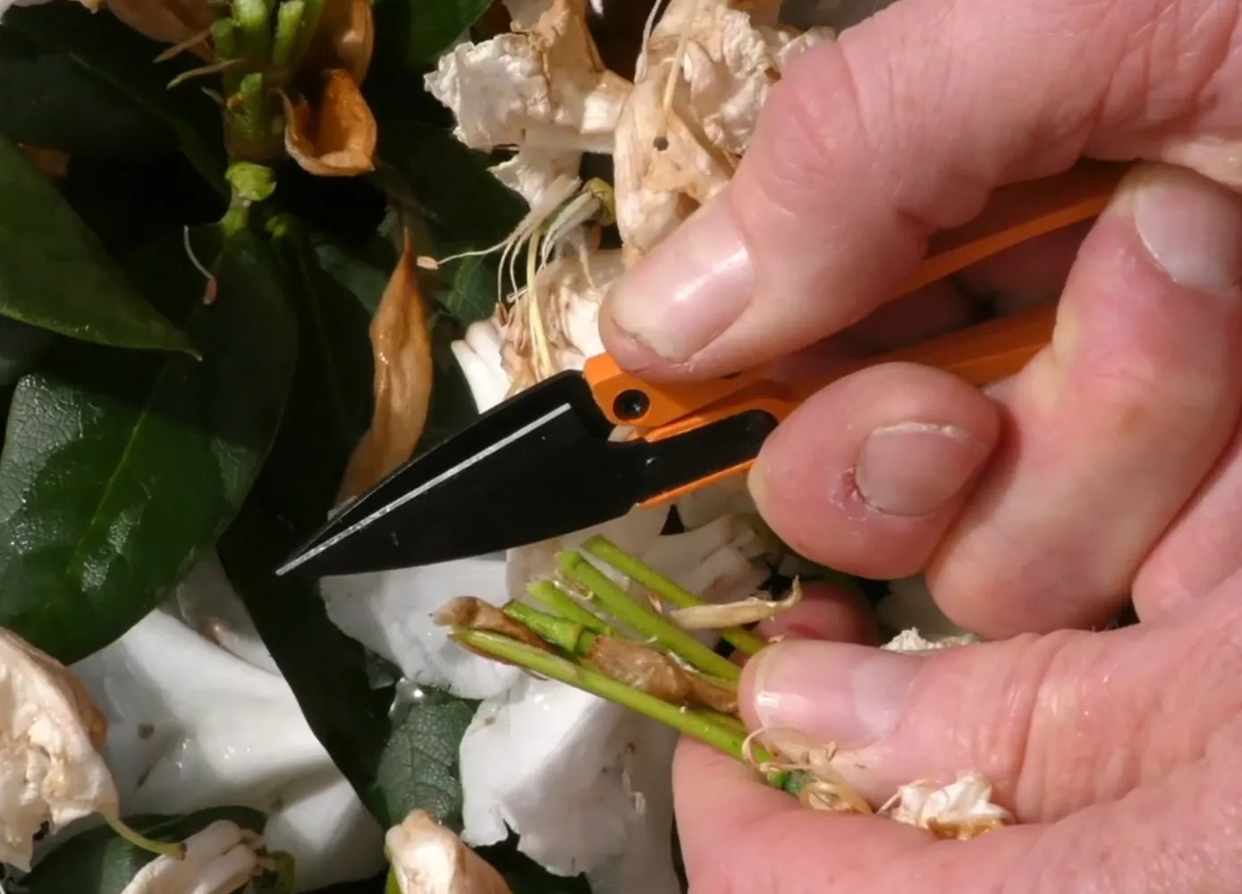 Cesoie per potatura mini portatili colori assortiti acquista da OBI