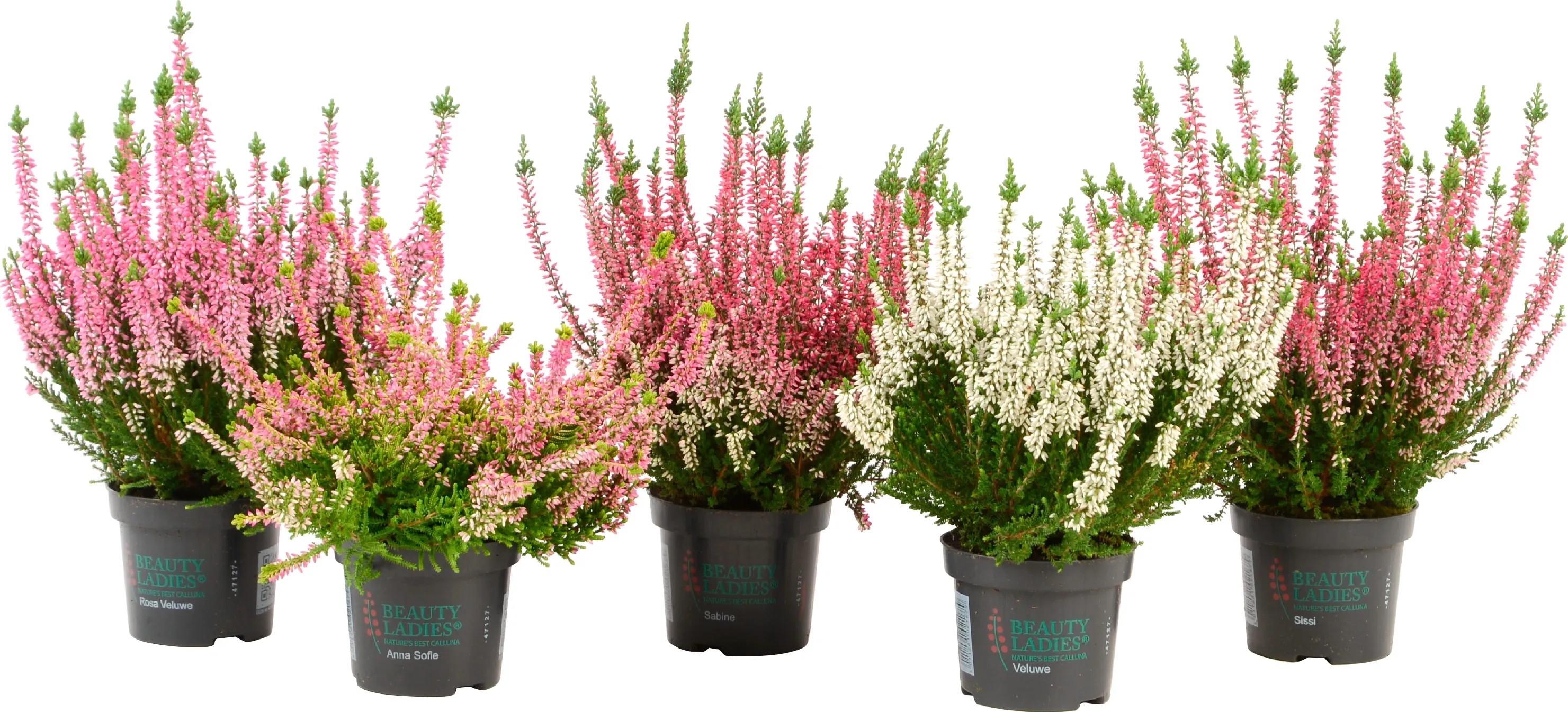 Erica Calluna vulgaris Beauty Ladies vaso 9 cm acquista da OBI