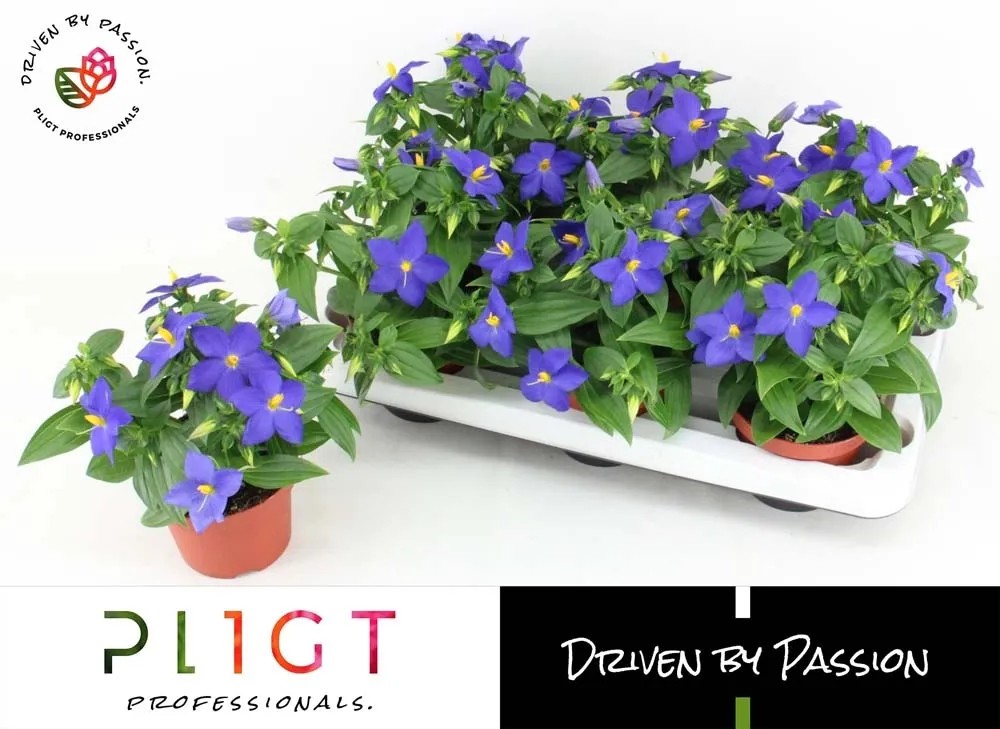 Exacum Sapphire Blue vaso 13 cm acquista da OBI