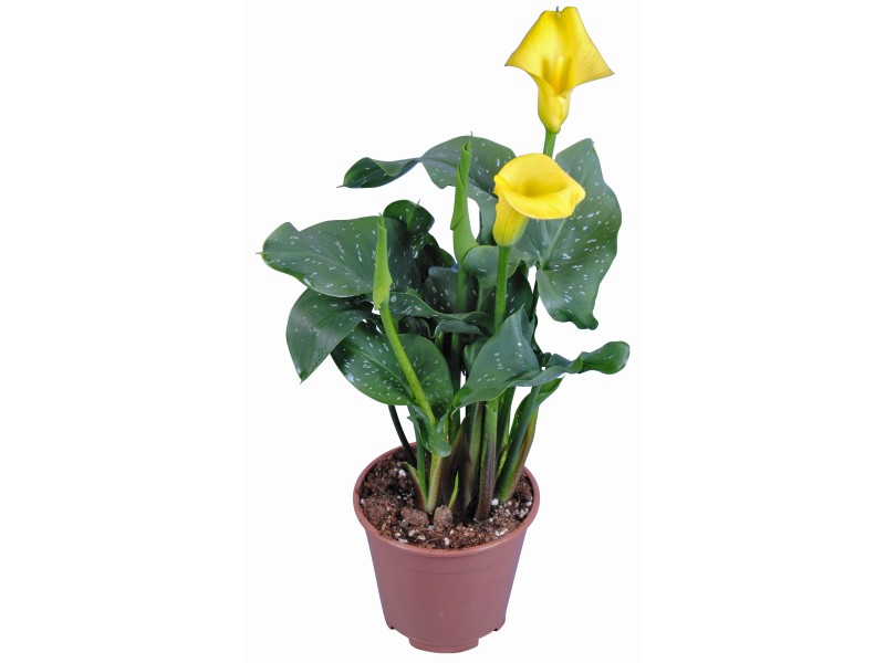 Calla Zantedeschia giallo vaso Ø 12 cm | OBI
