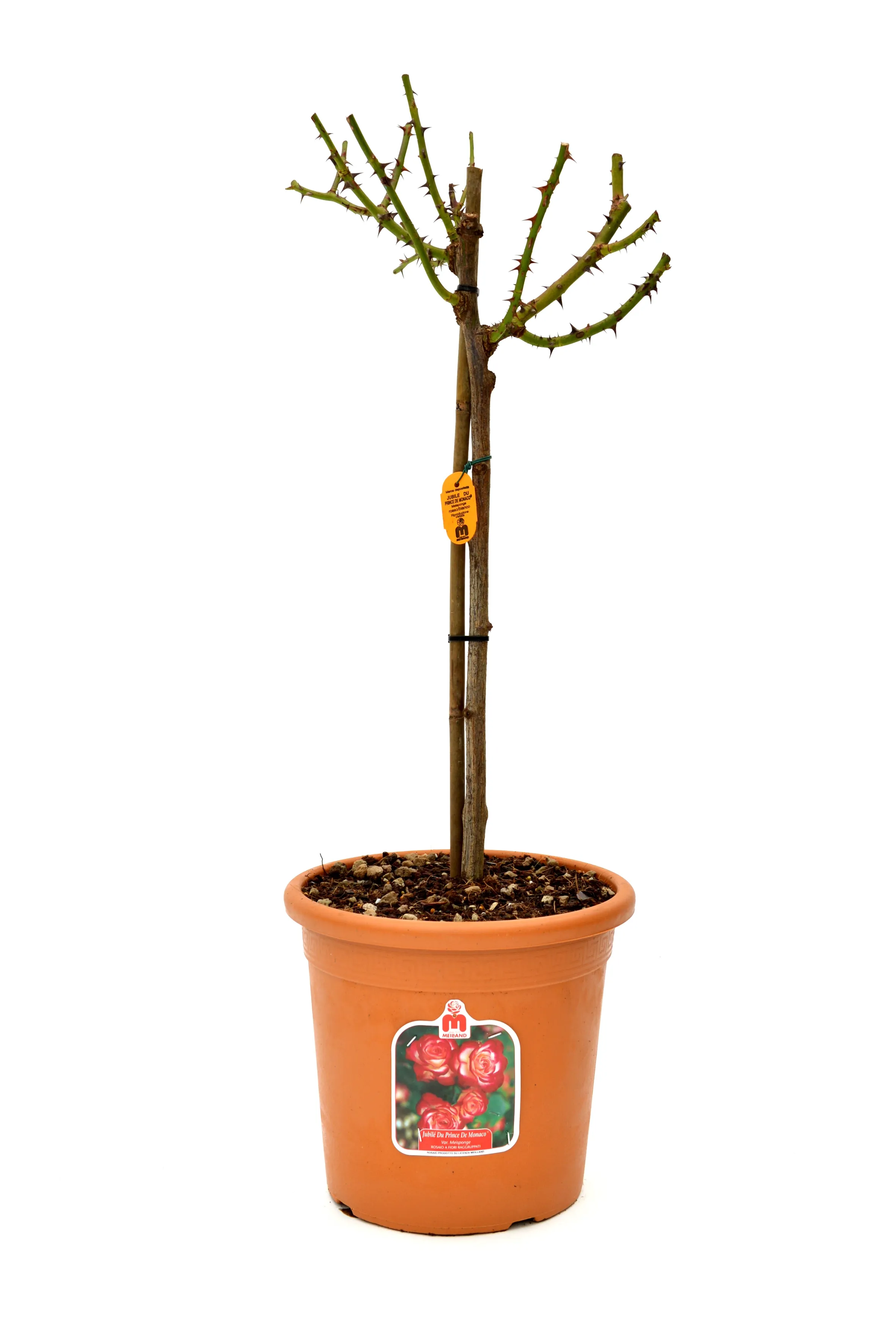 Rosai a mezzo fusto in varietà vaso 12 l | OBI