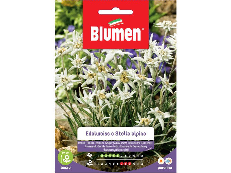 Blumen Edelweiss o stella alpina acquista da OBI