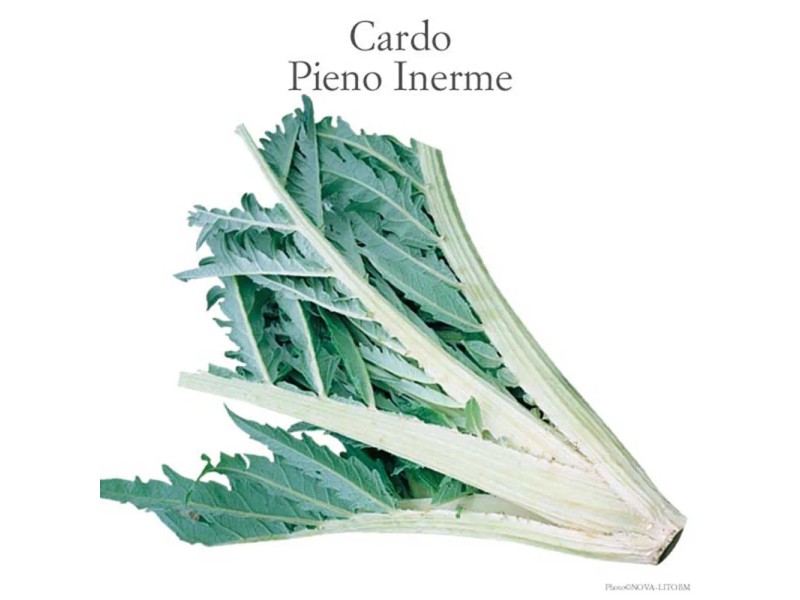 Cardo pieno inerme vaschetta 4 pz acquista da OBI