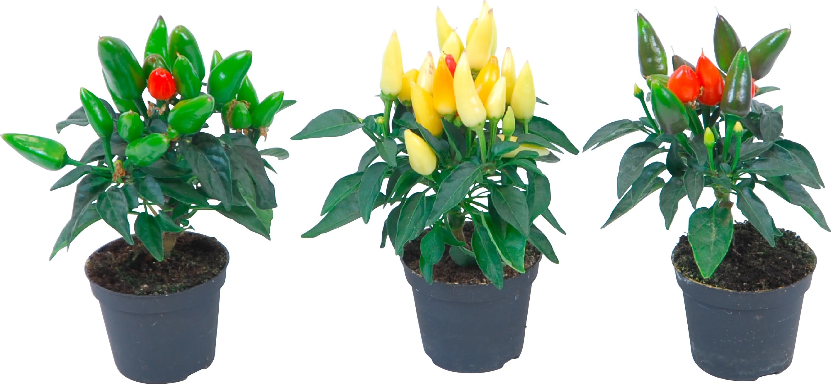 Peperoncino "Mini" Ø 6 cm acquista da OBI