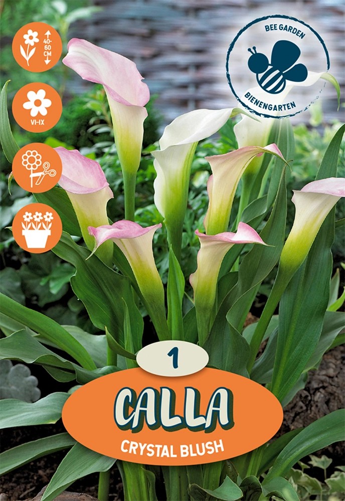 Calla "Black Eyed Beauty" acquista da OBI