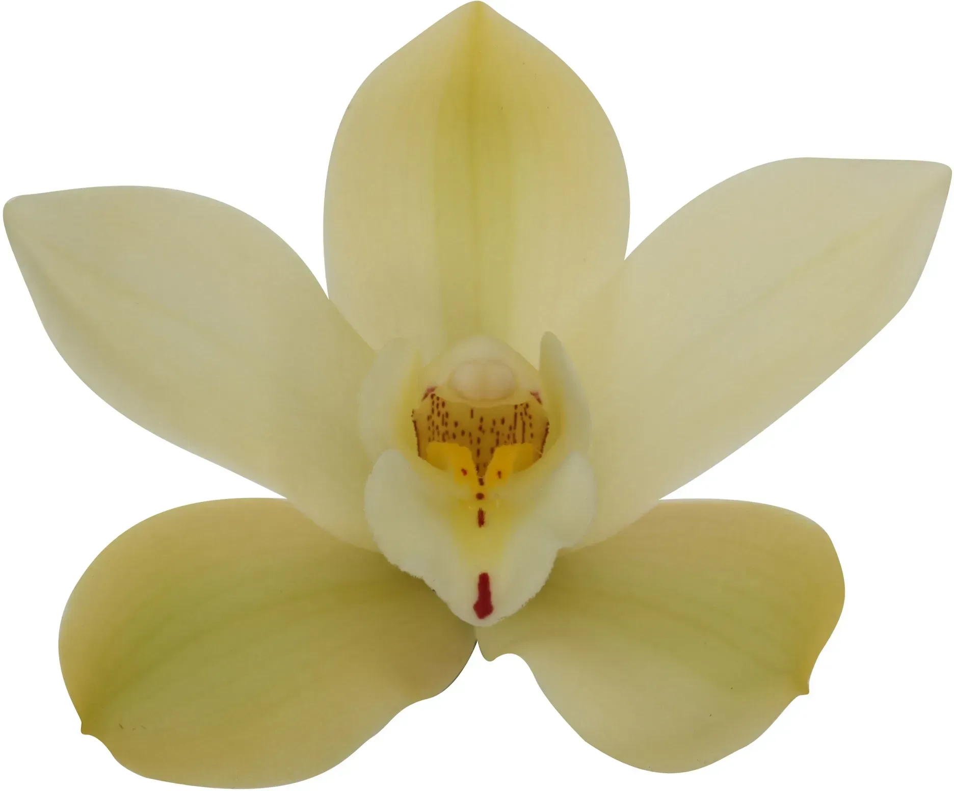 Orchidea Cymbidium assortita con vaso Ø 12 cm H 50-75 cm | OBI