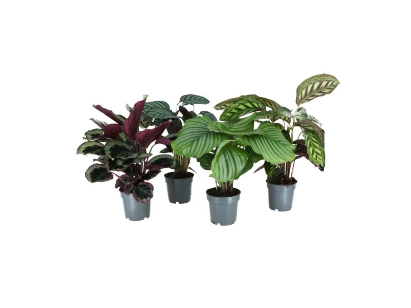 Calathea mix vaso 14 cm acquista da OBI