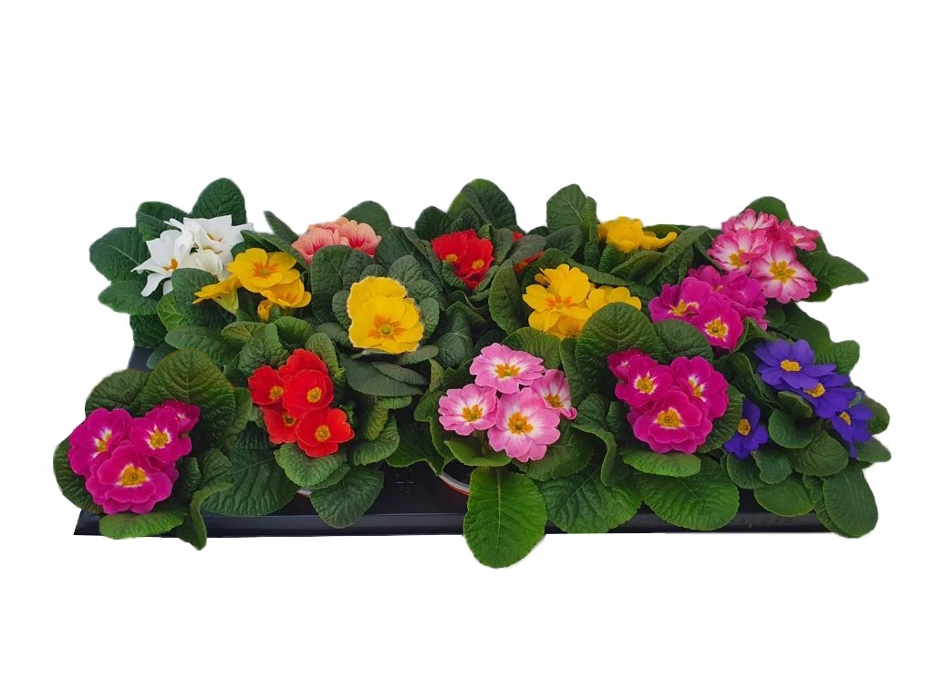 Primula Aucalis vaso Ø 9 cm acquista da OBI