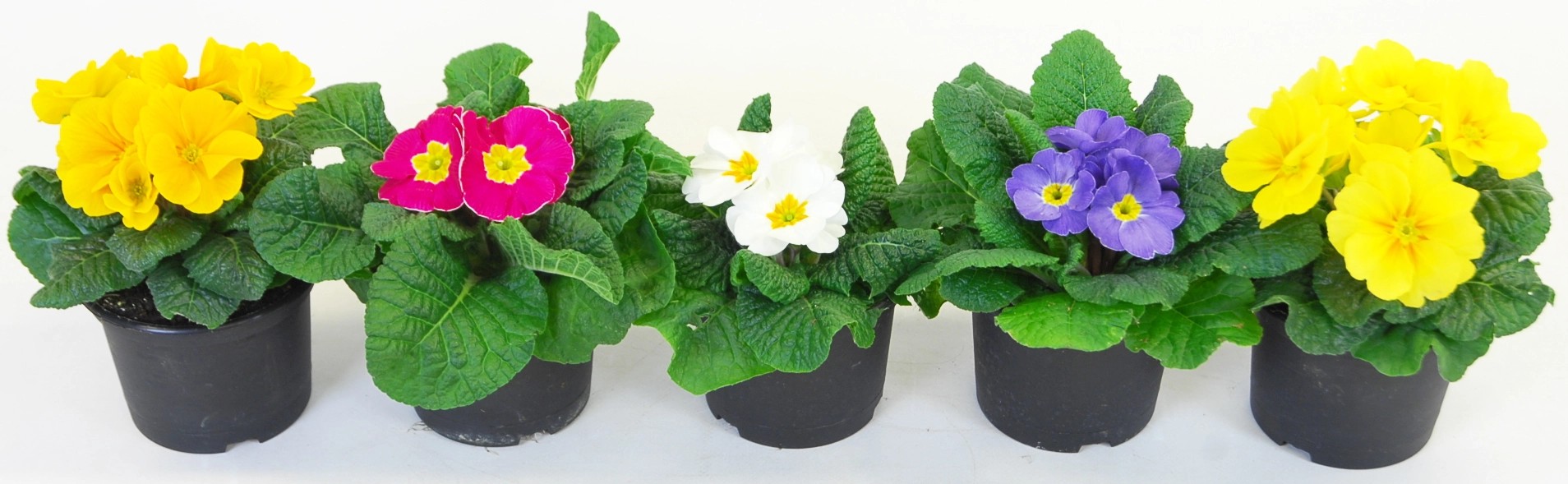 Primula Aucalis vaso Ø 9 cm acquista da OBI