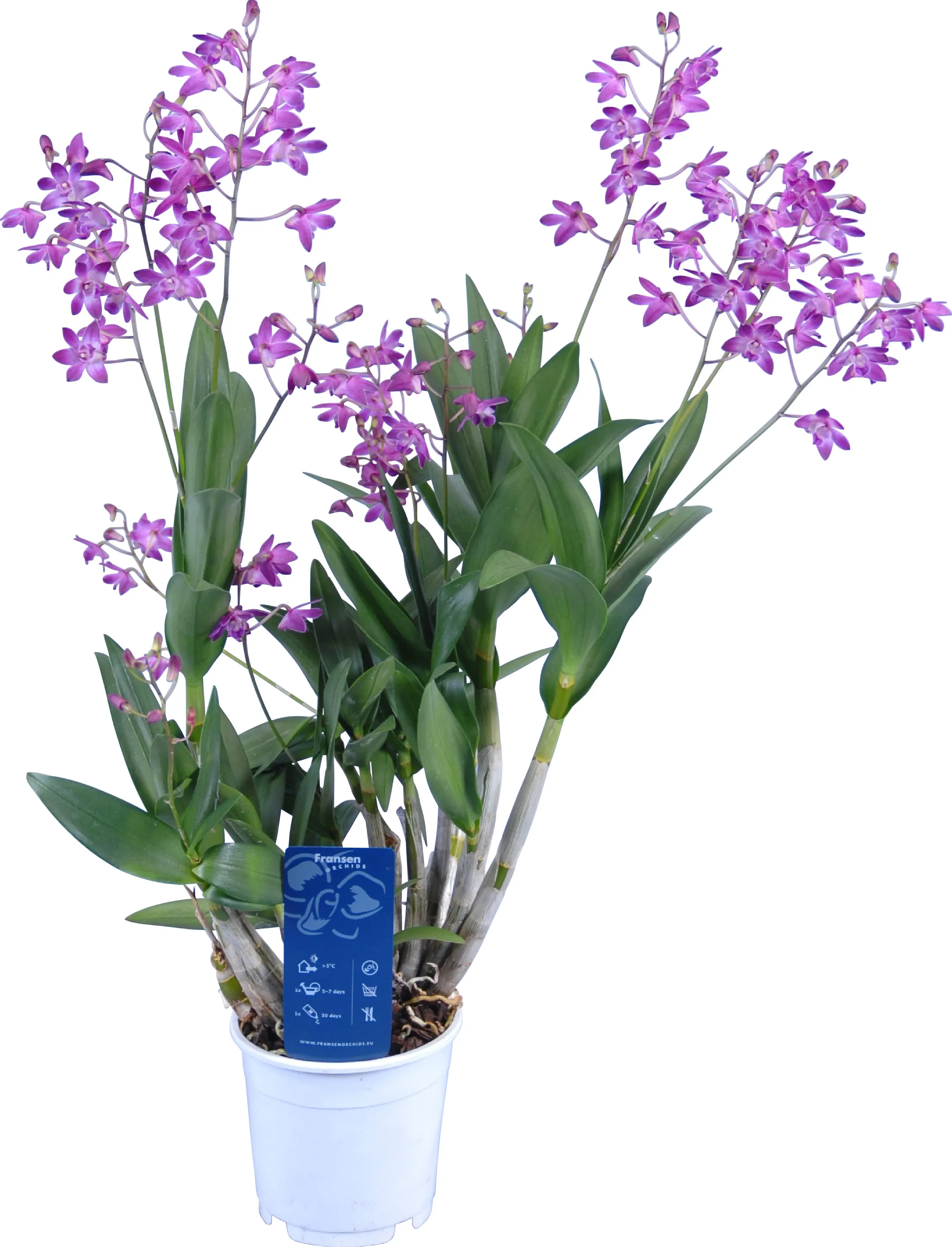Dendrobium Berry Oda da interno con vaso Ø 12 cm | OBI