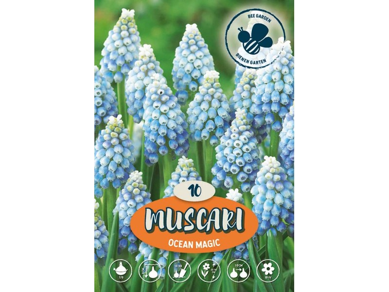Muscari Ocean Magic acquista da OBI