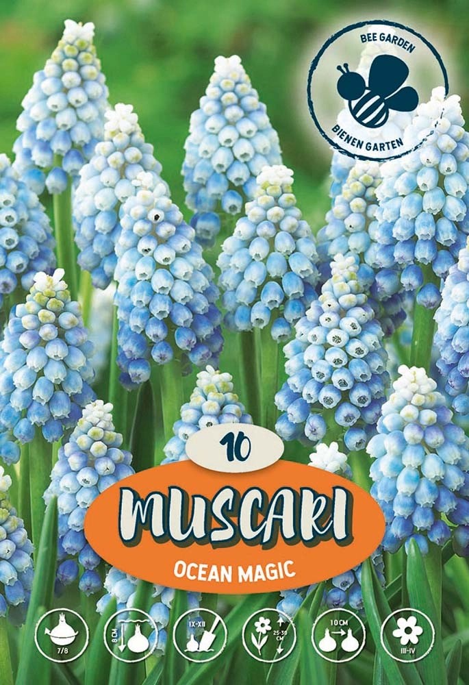 Muscari Ocean Magic acquista da OBI
