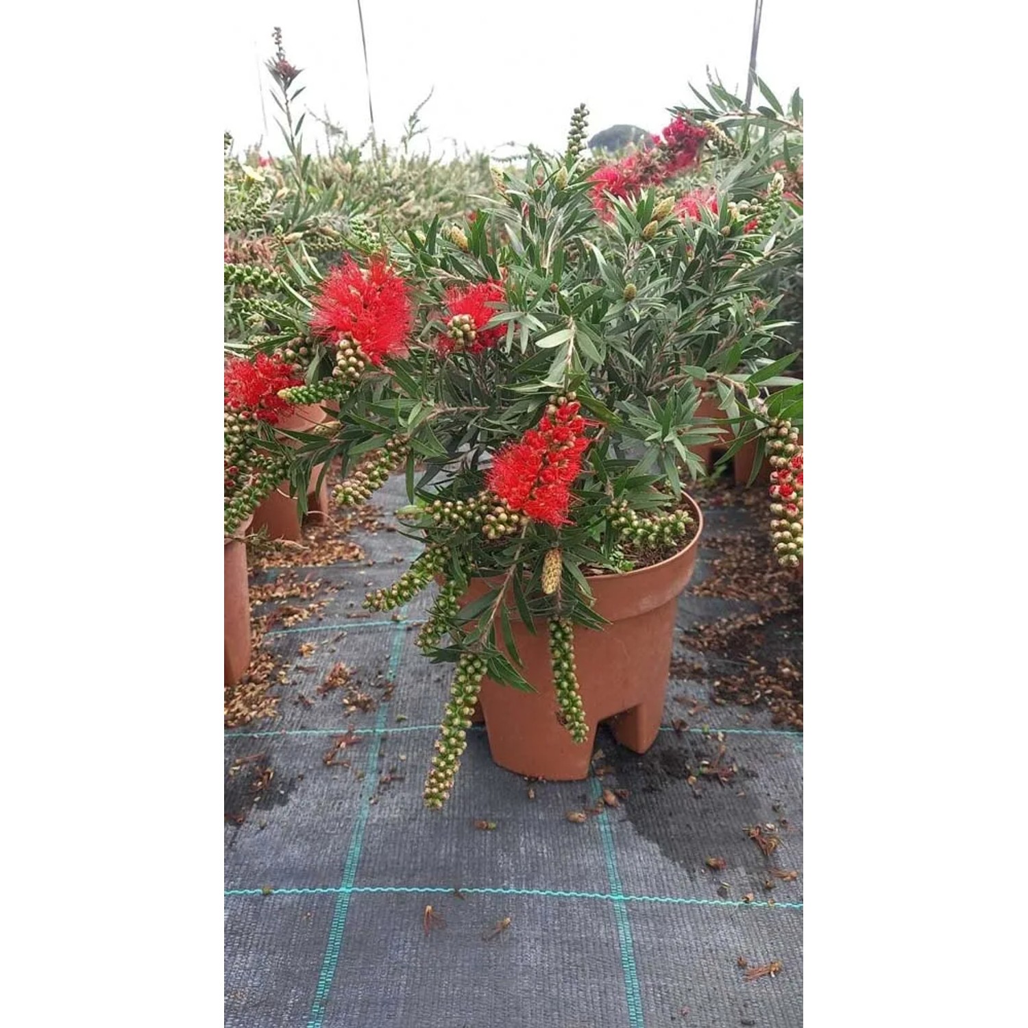 Callistemon masotti `Mini Red` acquista da OBI