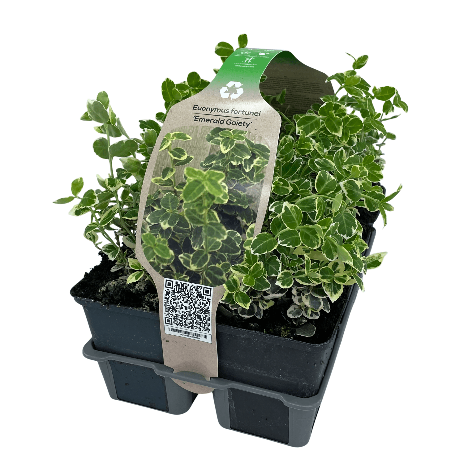 Euonymus Emerald Gaiety Vaso 9 cm acquista da OBI