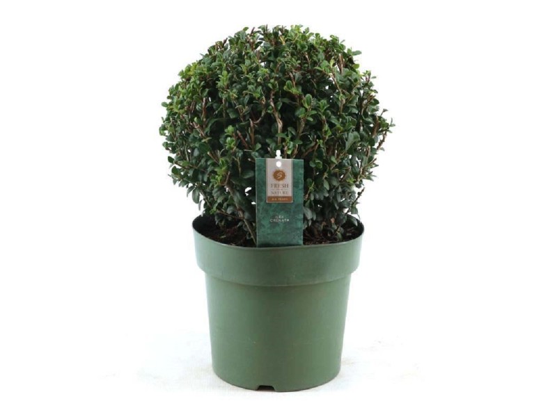 Jenny Ilex crenata vaso Ø 25 cm acquista da OBI