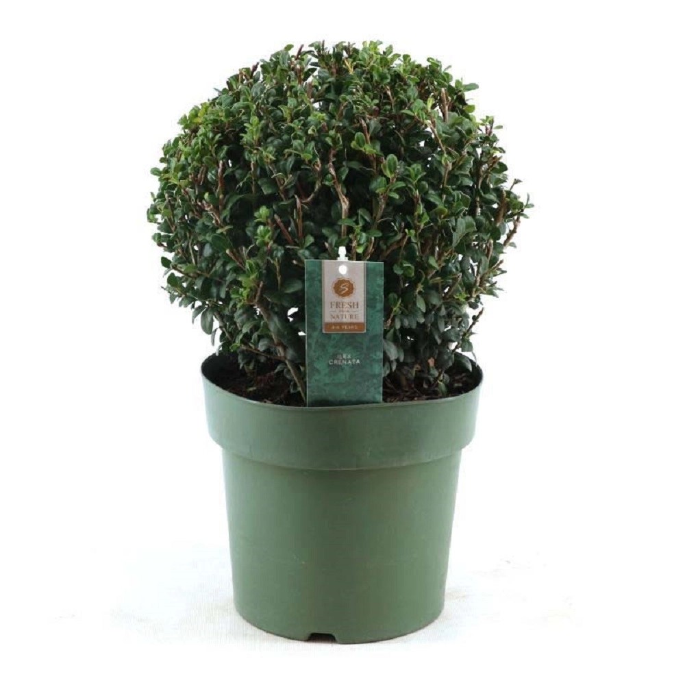 Jenny Ilex crenata vaso Ø 25 cm acquista da OBI