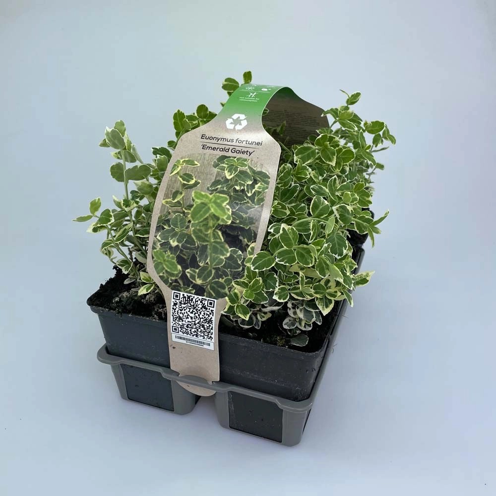 Euonymus Emerald Gaiety Vaso 9 cm acquista da OBI