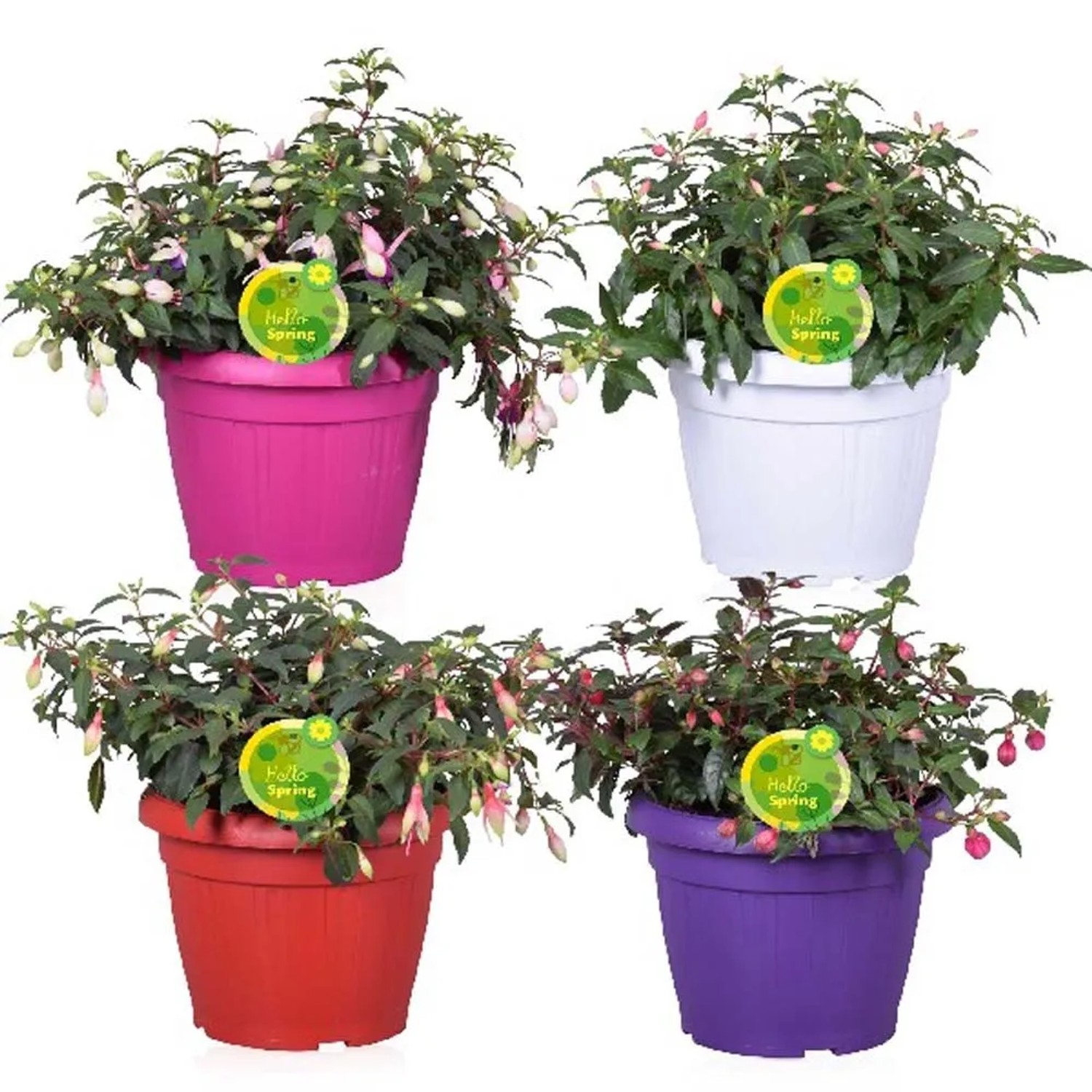 Fuchsia Bella mix vaso 25 cm acquista da OBI