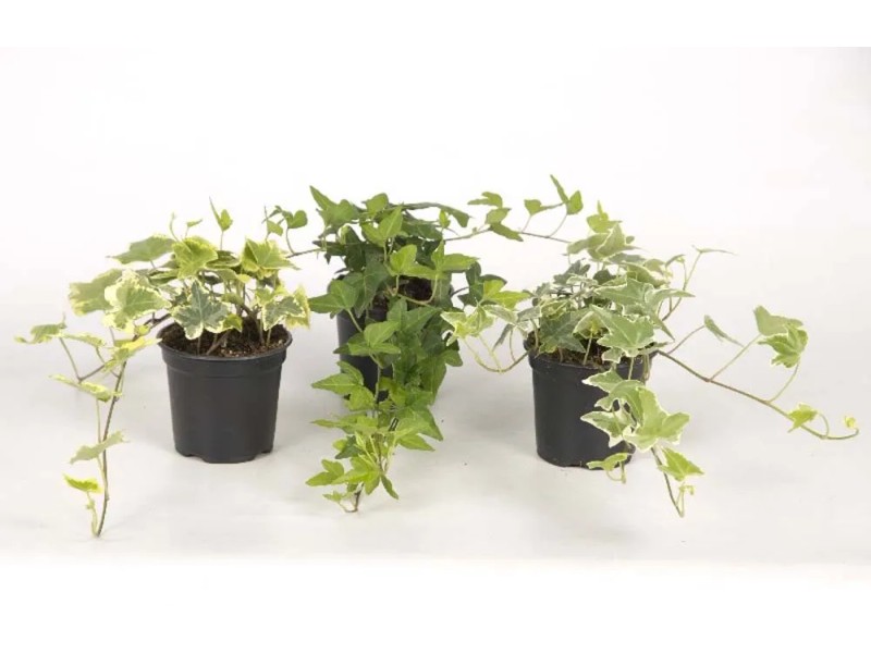 Hedera Helix mix vaso 21 cm acquista da OBI