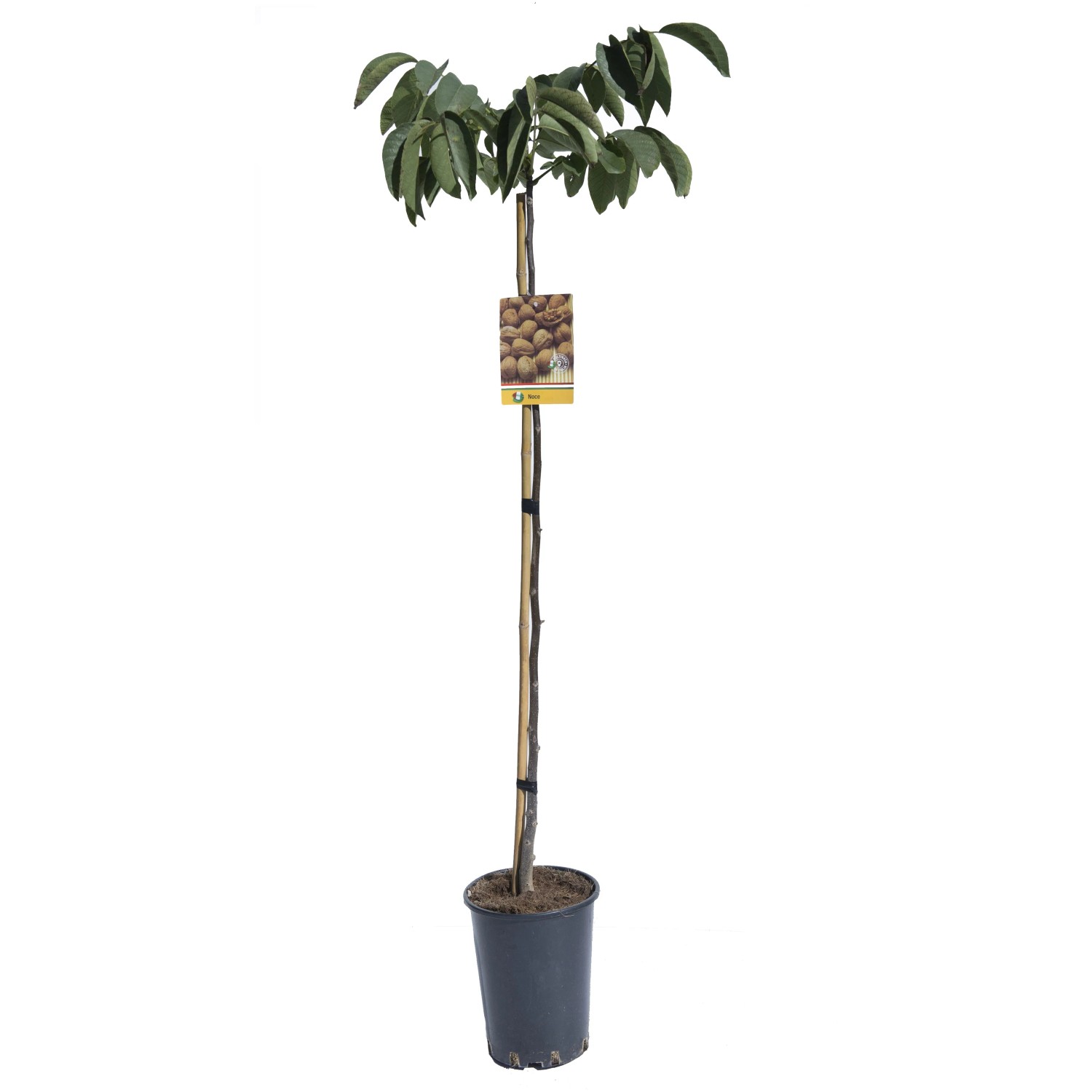 Albero da frutto Noce vaso 6 l acquista da OBI