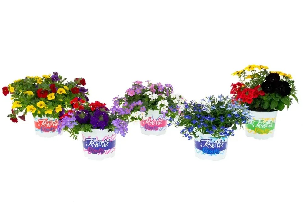Piante Fiorite Festival Vivace V12 cm | OBI