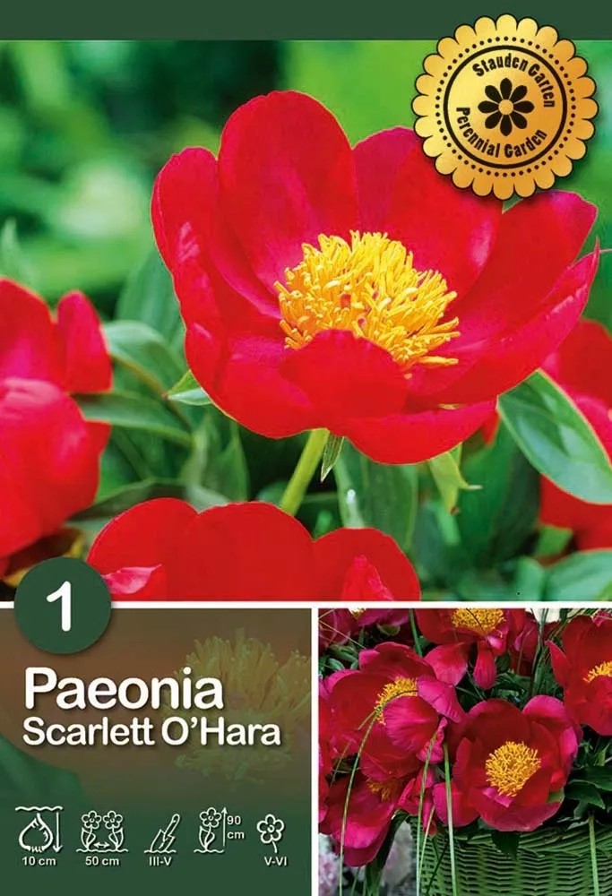 Peonia "Scarlett O`Hara" | OBI