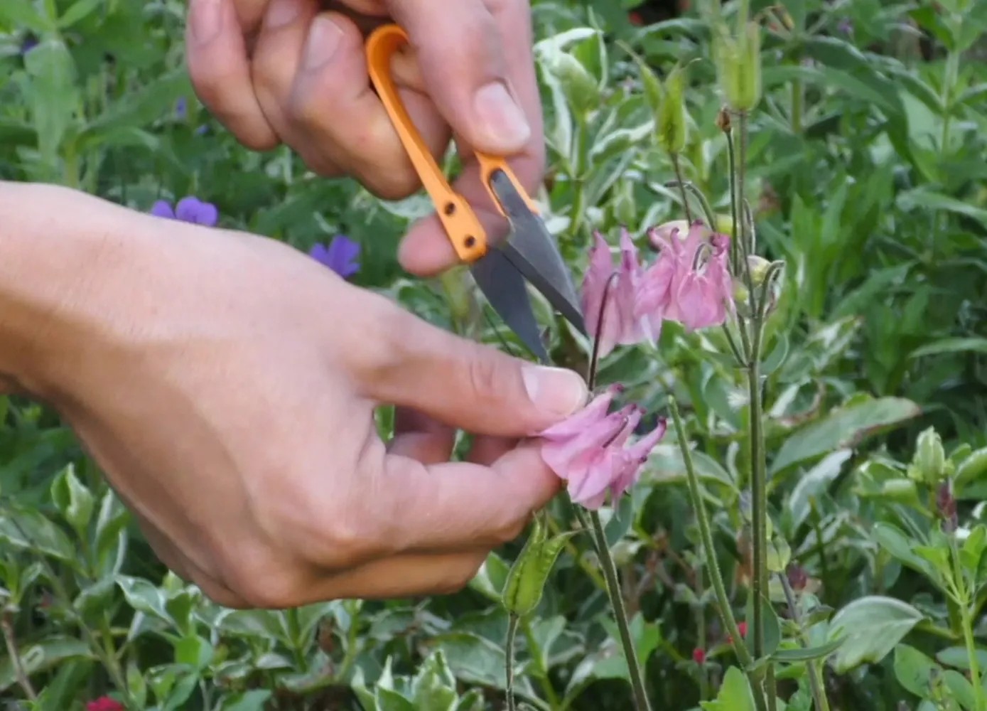 Cesoie per potatura mini portatili colori assortiti acquista da OBI