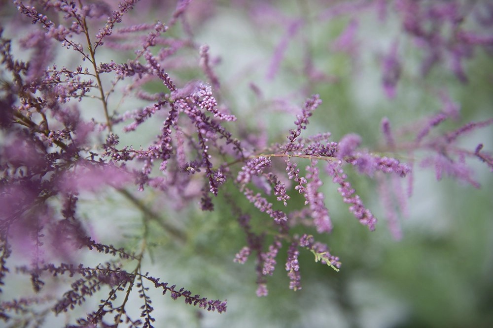 Tamerice Gallica acquista da OBI