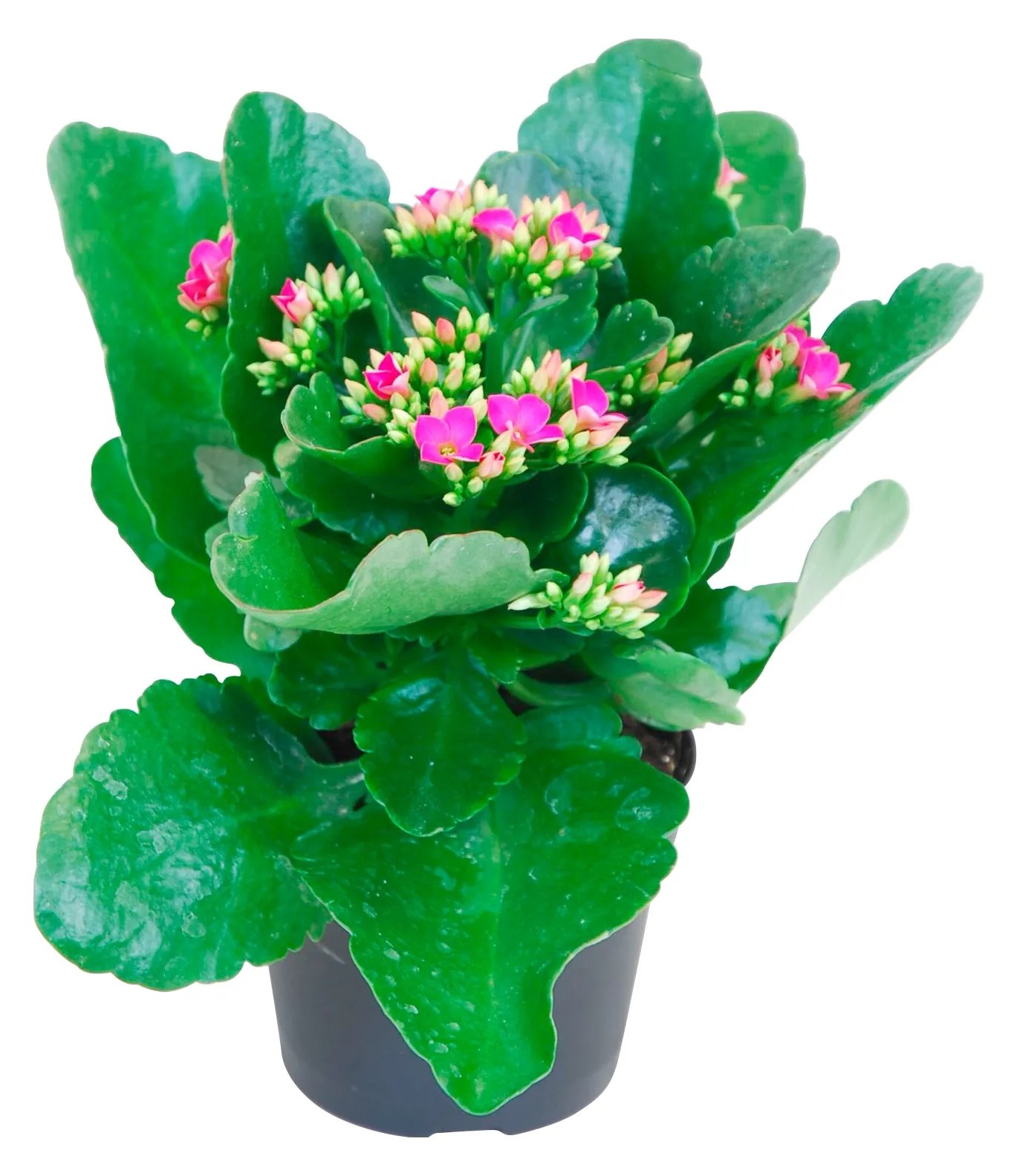 Calancola viola in vaso Ø 10,5 cm acquista da OBI