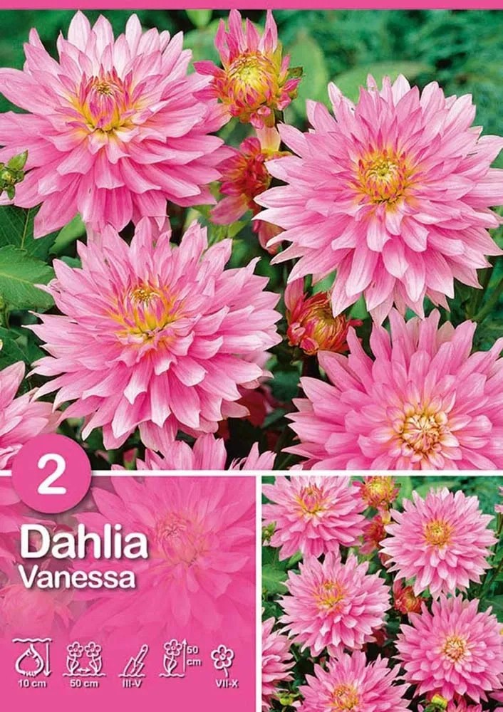 Dalia "Vanessa" | OBI