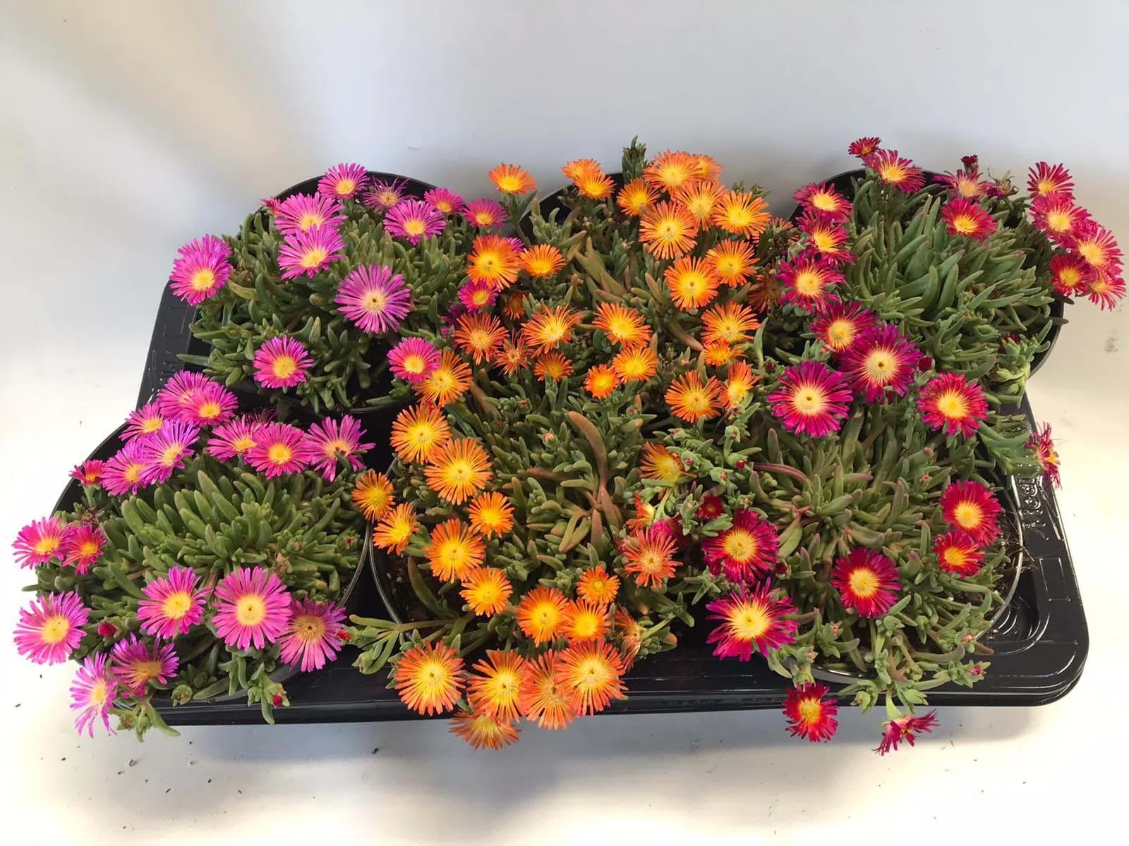 Delosperma cooperi circa 17 - 25 cm vaso Ø circa 17 cm acquista da OBI