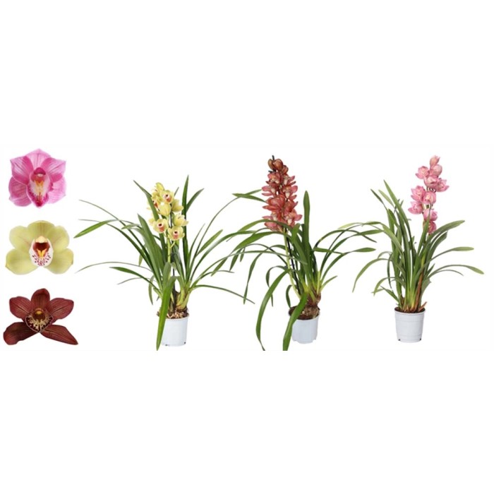 Orchidee da OBI: tutto per il fai da te, la casa, il giardino e l'edilizia