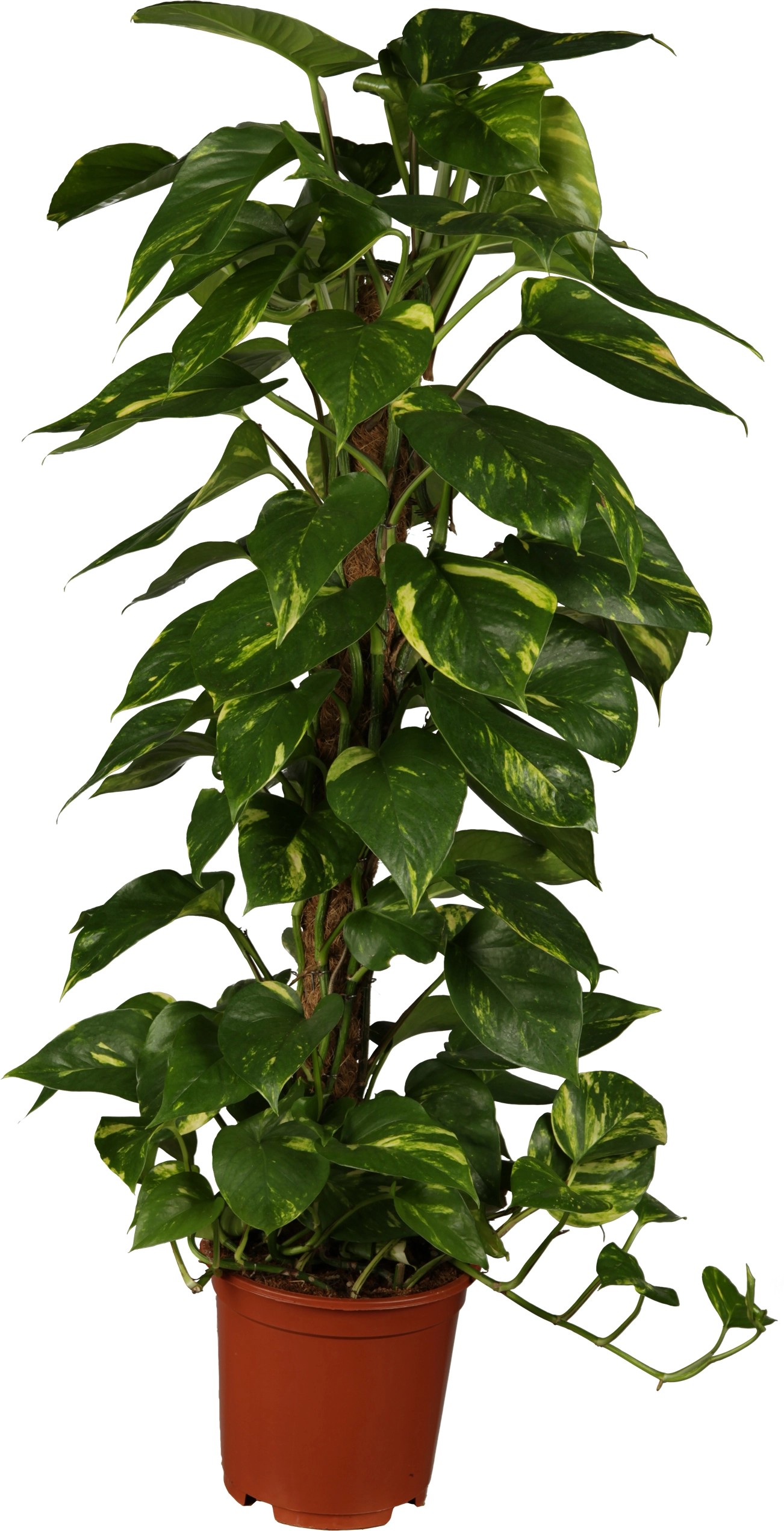 Pothos Aureum su tutore di muschio vaso Ø 27 cm | OBI