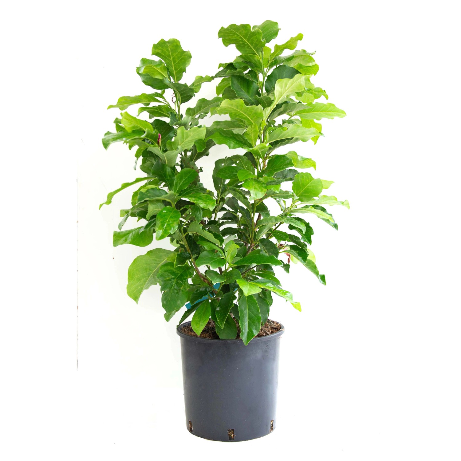 Magnolia `Susan` | OBI