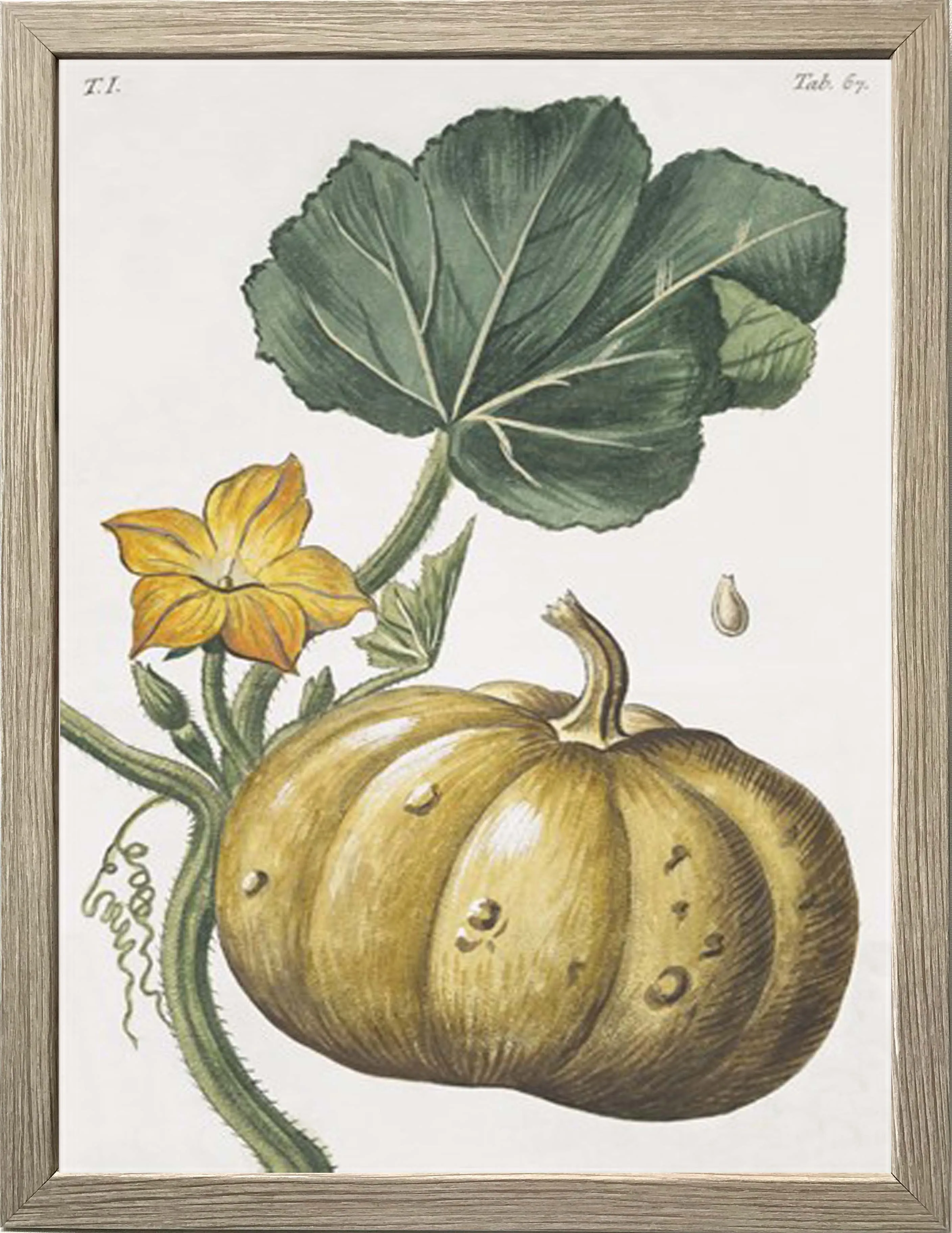 Stampa zucca formato con cornice rovere 25X35 cm | OBI