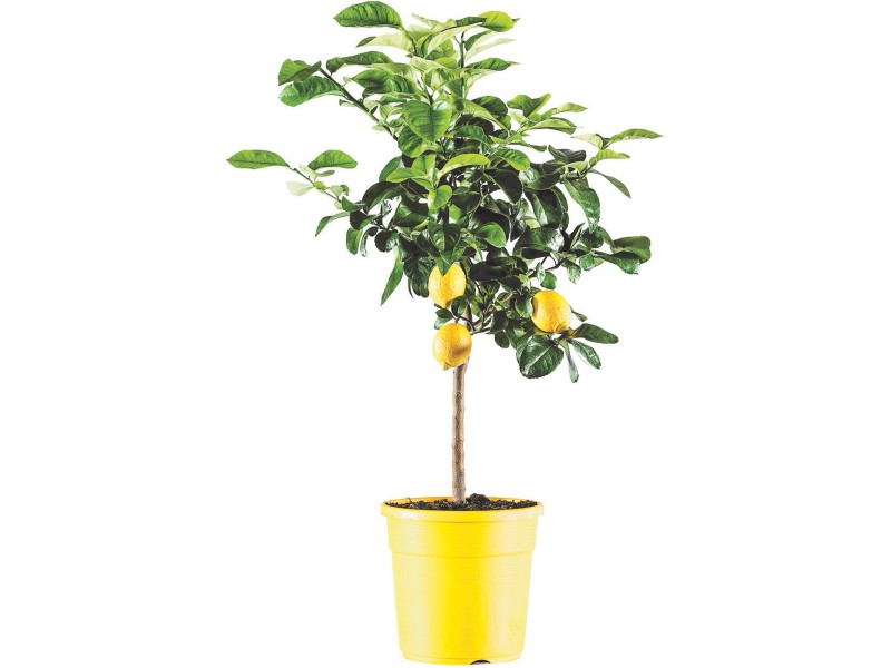 Acquista Alberi da frutto - OBI tutto per la casa, il giardino e il fai ...