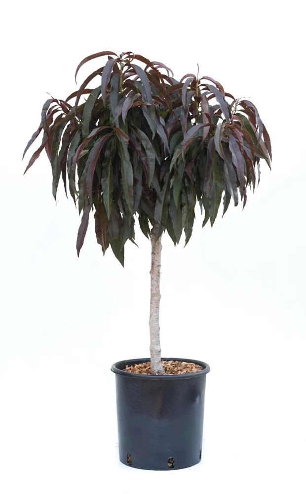 Pesco `Crimson Bonfire` nano - Prunus persica `Crimson Bonfire` nano ...
