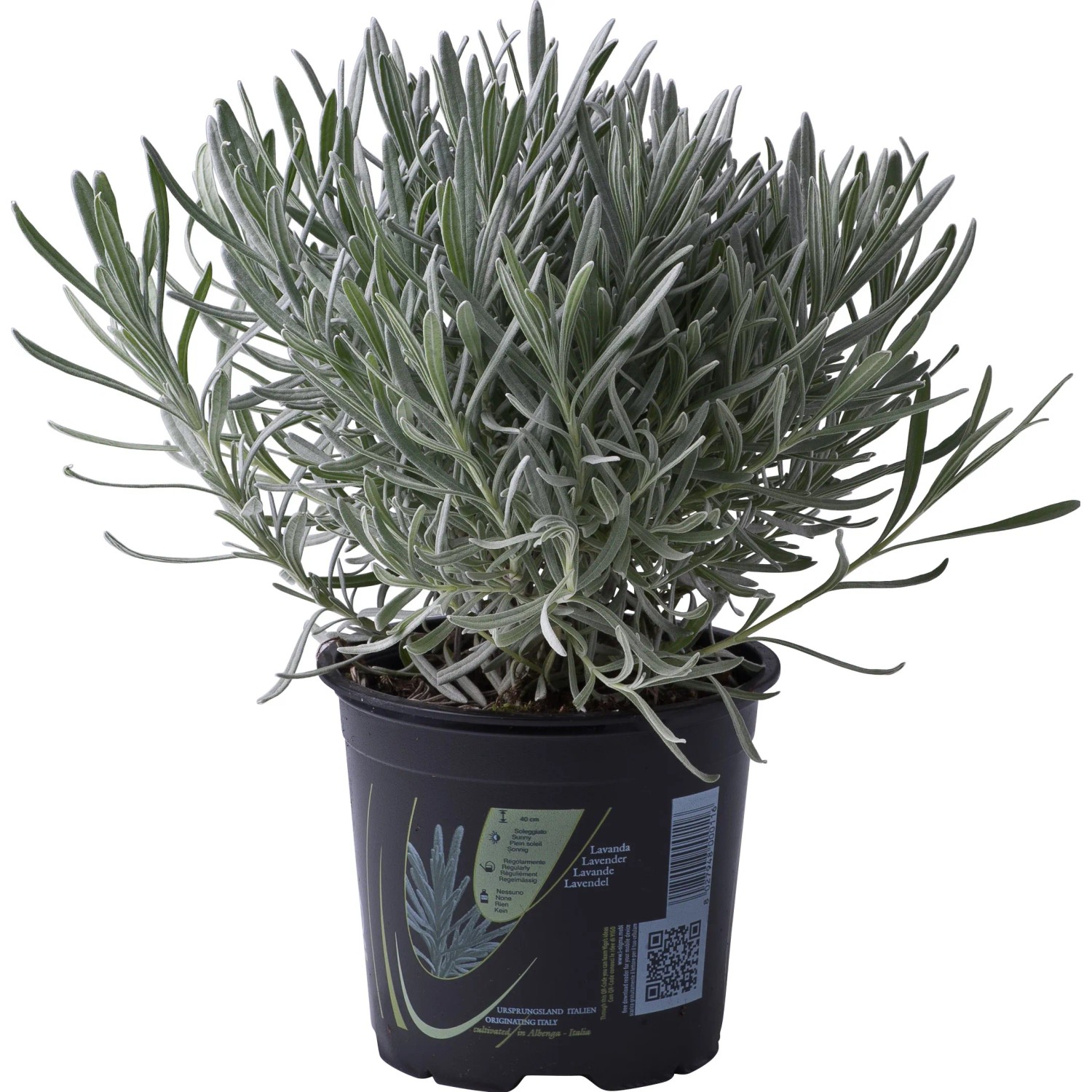Acquista e ordina Piante da frutto e verdure da OBI