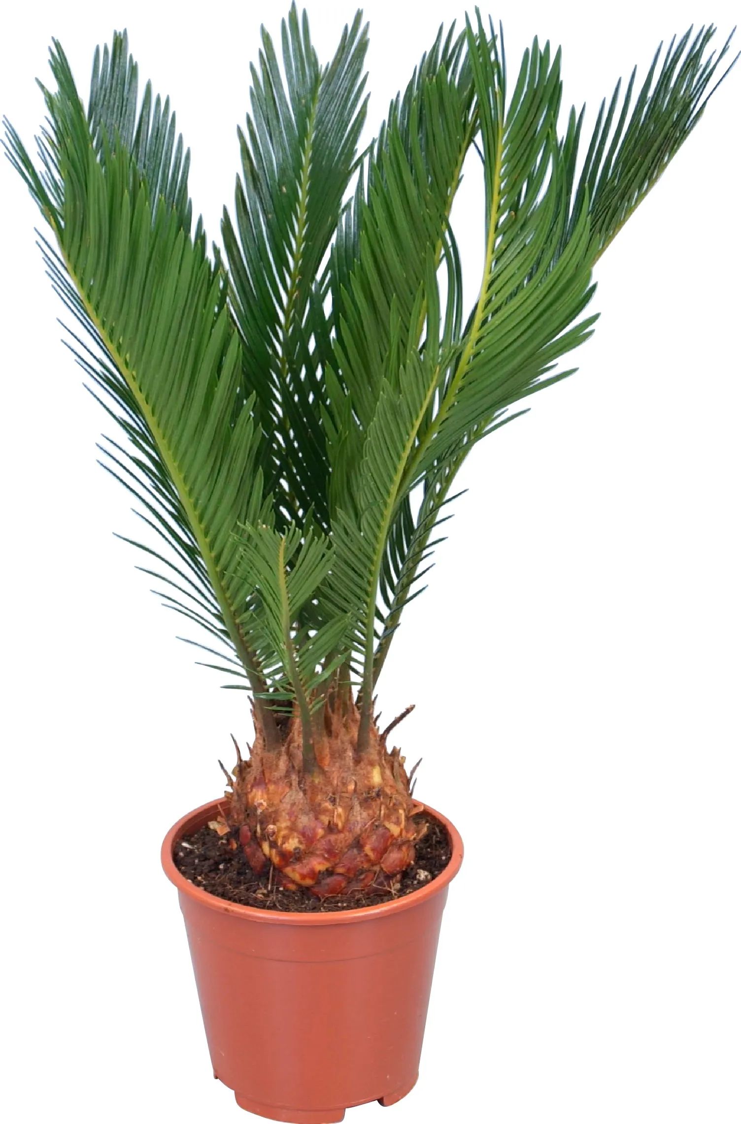 Cycas revoluta palma nana H45 cm vaso Ø 12 cm | OBI