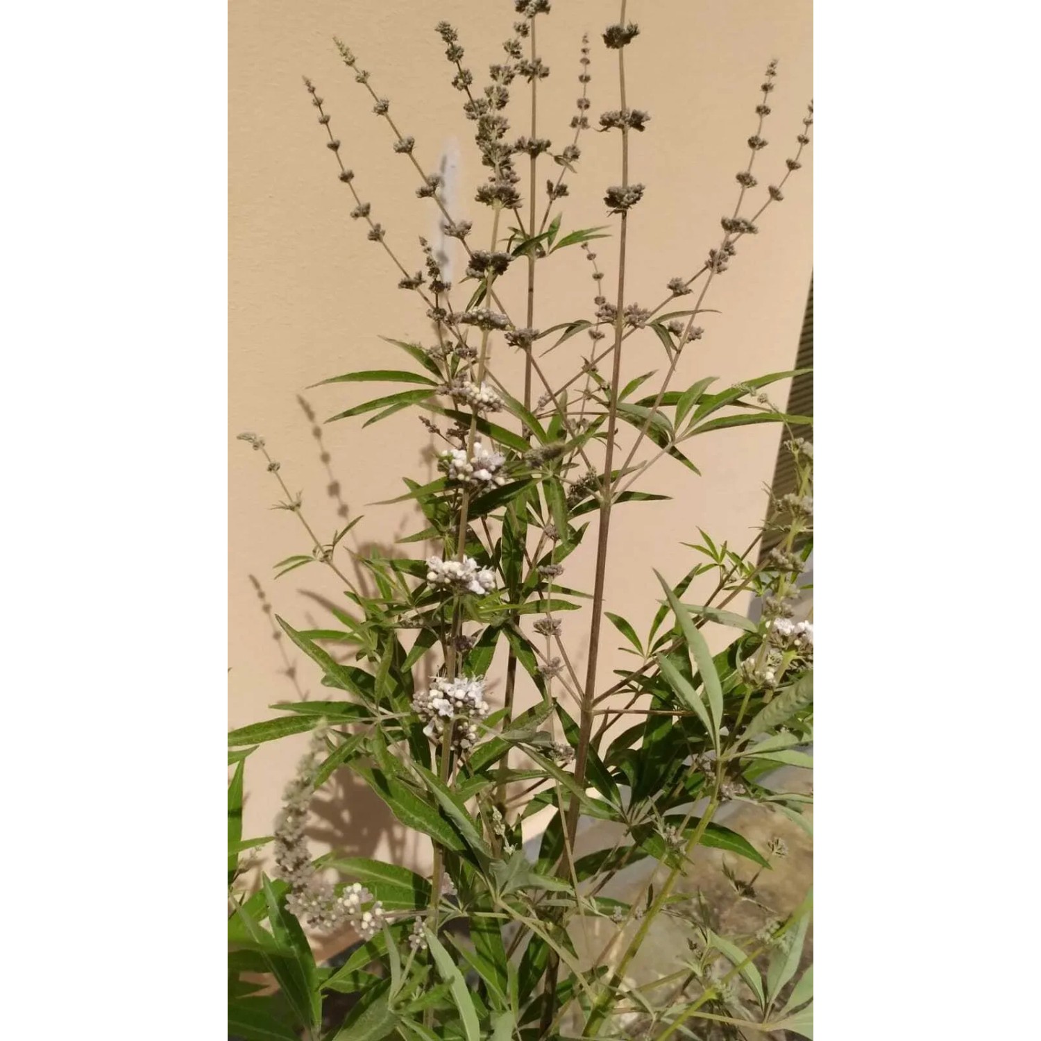 Vitex agnus castus "Alba" vaso clt 10 acquista da OBI