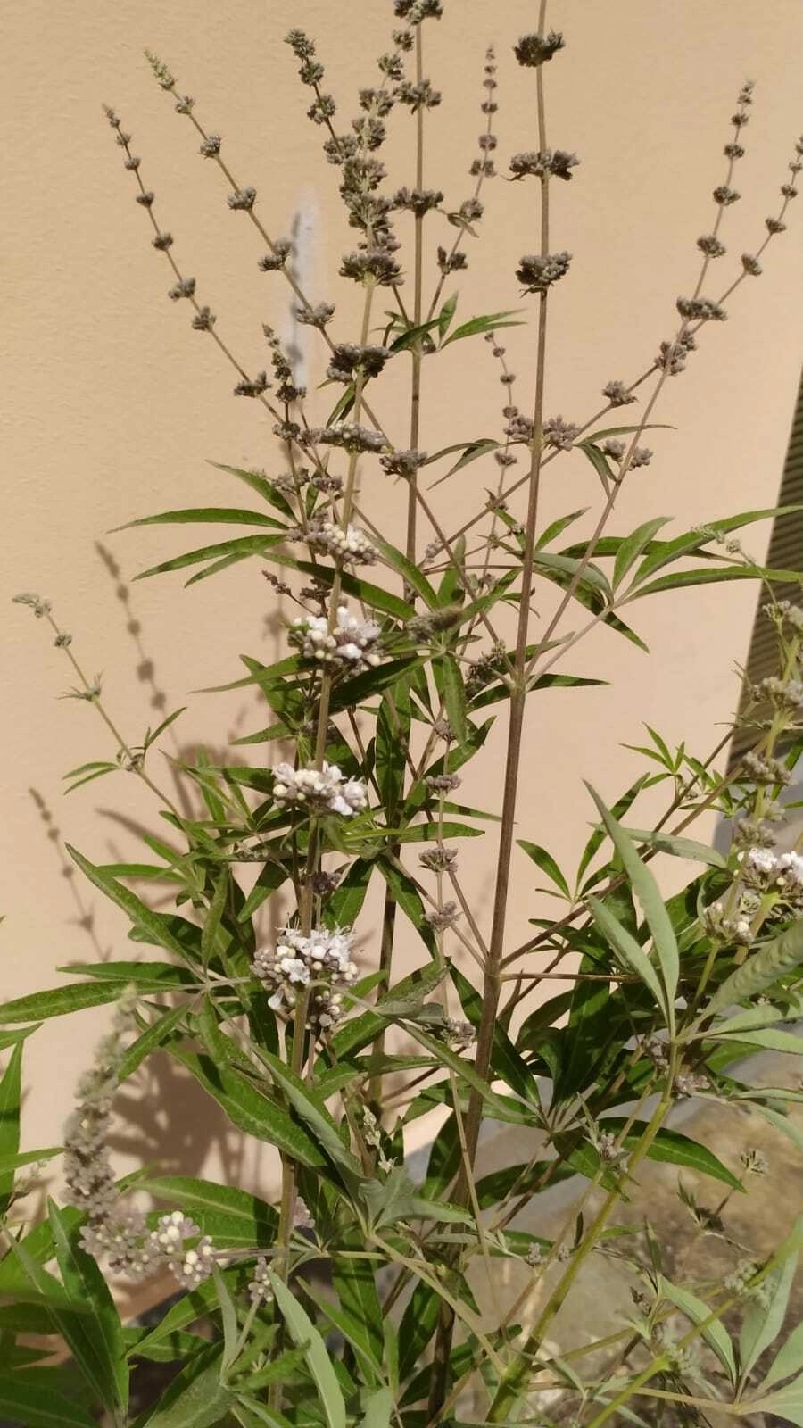 Vitex agnus castus "Alba" vaso clt 10 acquista da OBI