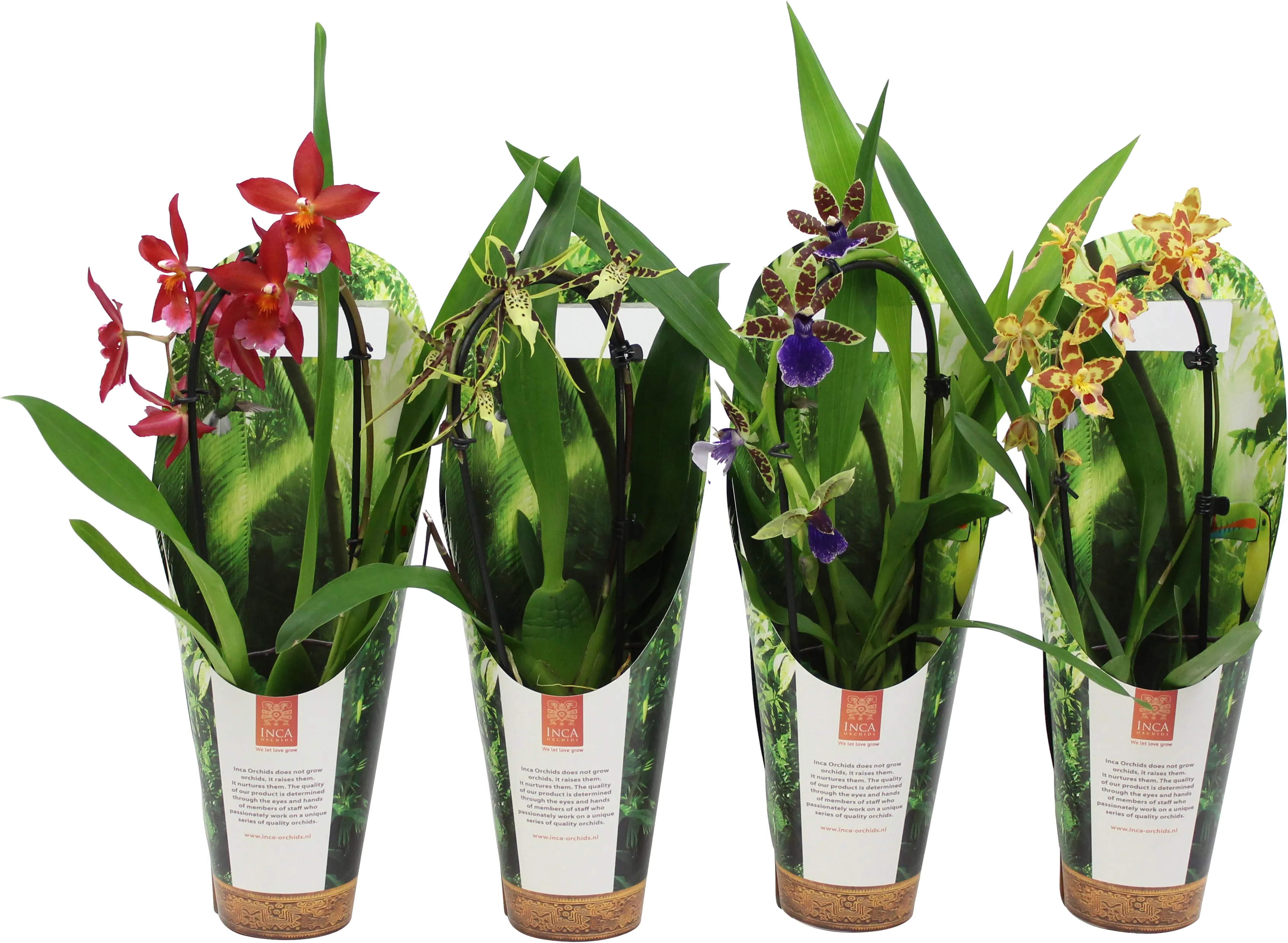 Orchidea Cambria assortita 1 stelo H 35-50 cm vaso Ø 9 cm | OBI
