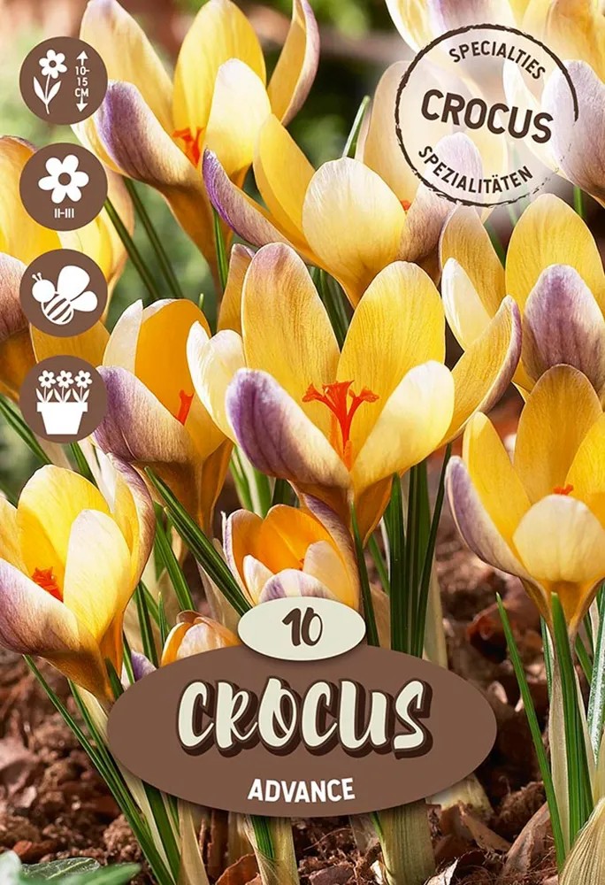 Bulbi fiori Crocus Advance giallo 10 pz acquista da OBI