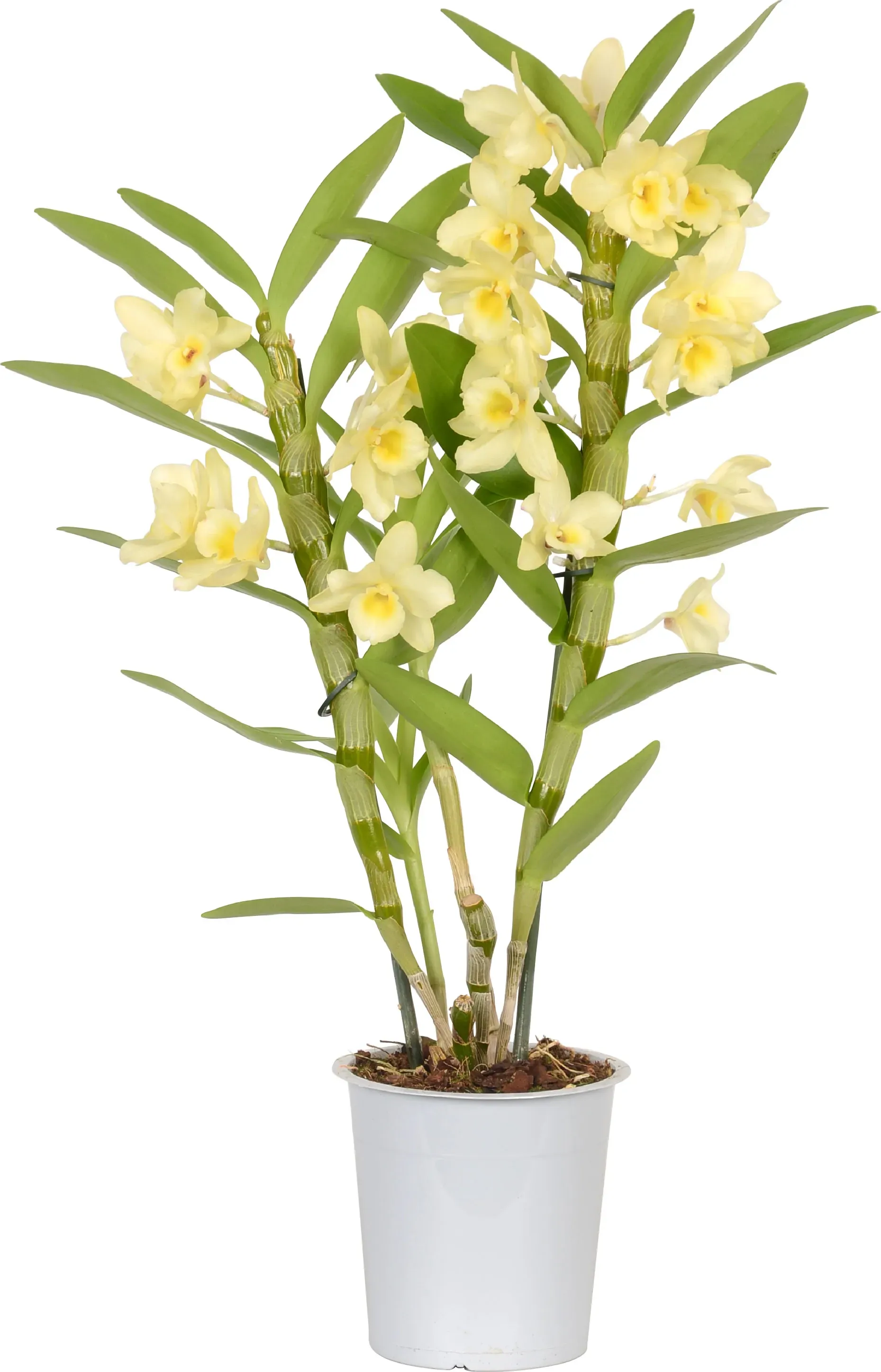 Orchidea bambù 2 steli giallo e arancione vaso Ø 12 cm | OBI
