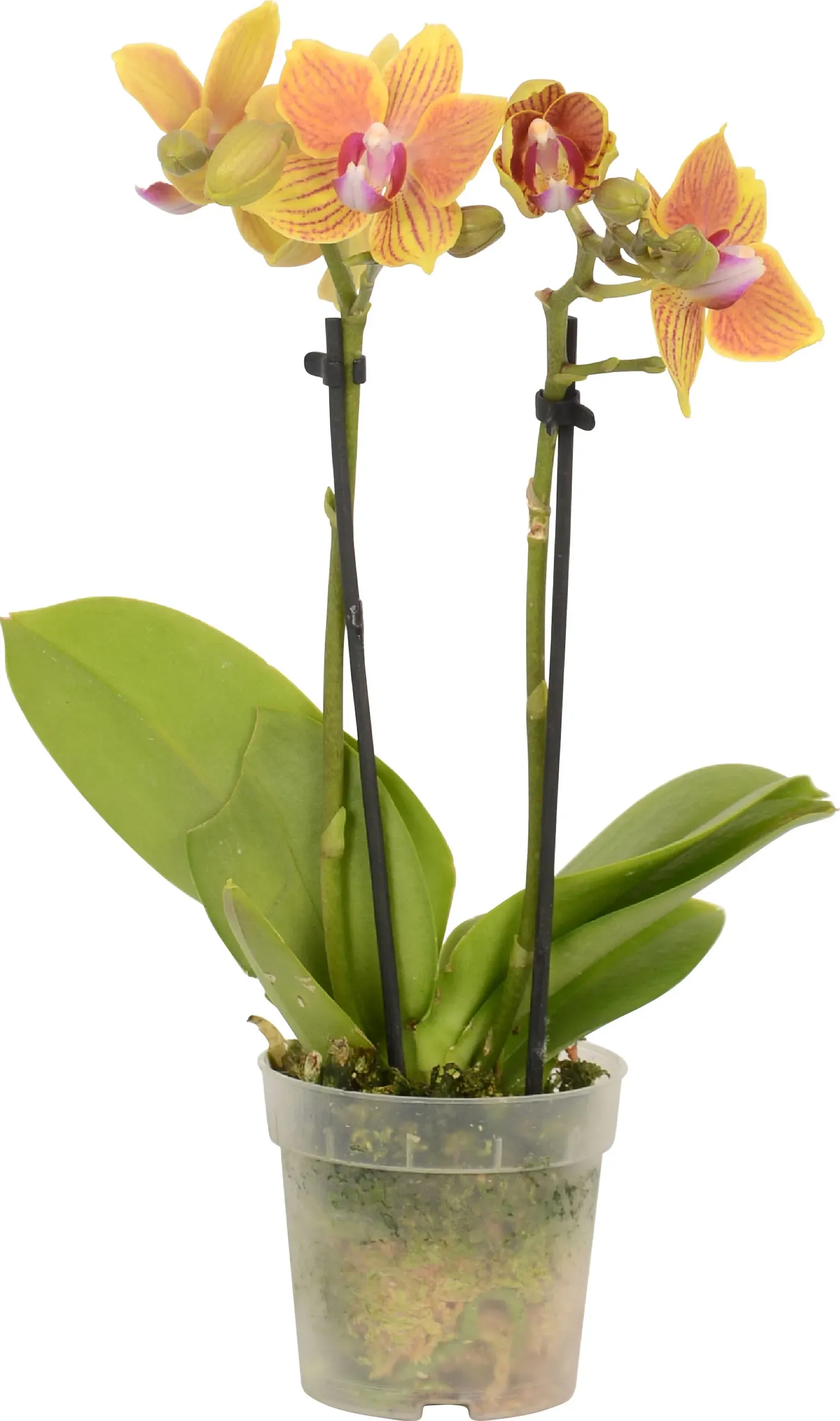 Orchidea Phalaenopsis mini 2 steli vaso Ø 7 cm | OBI