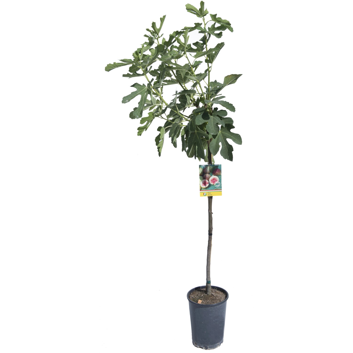 Albero da frutto Fico vaso 6 l acquista da OBI